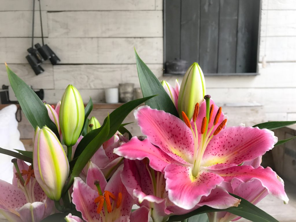 Lys en pot orientaux - Lilium Plants