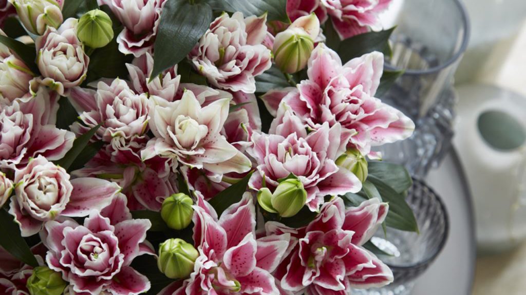 Lys en pot à double fleurs - Lilium Plants