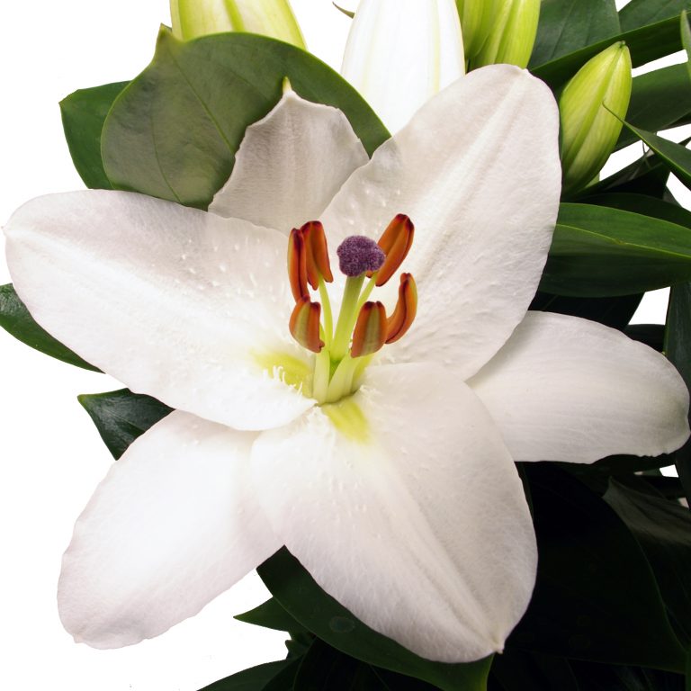 Lys en pot orientaux - Lilium Plants