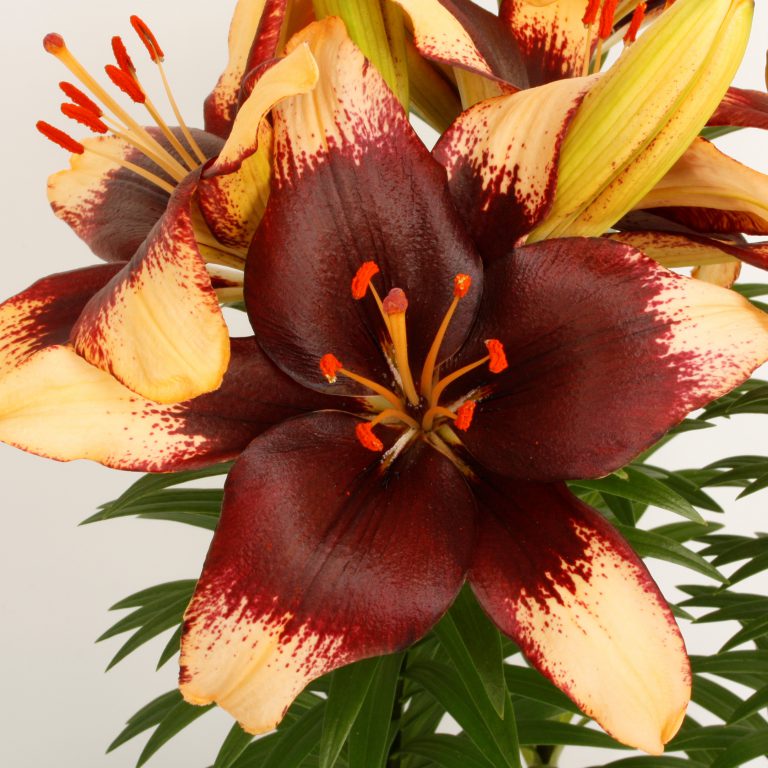 Lys en pot asiatiques - Lilium Plants